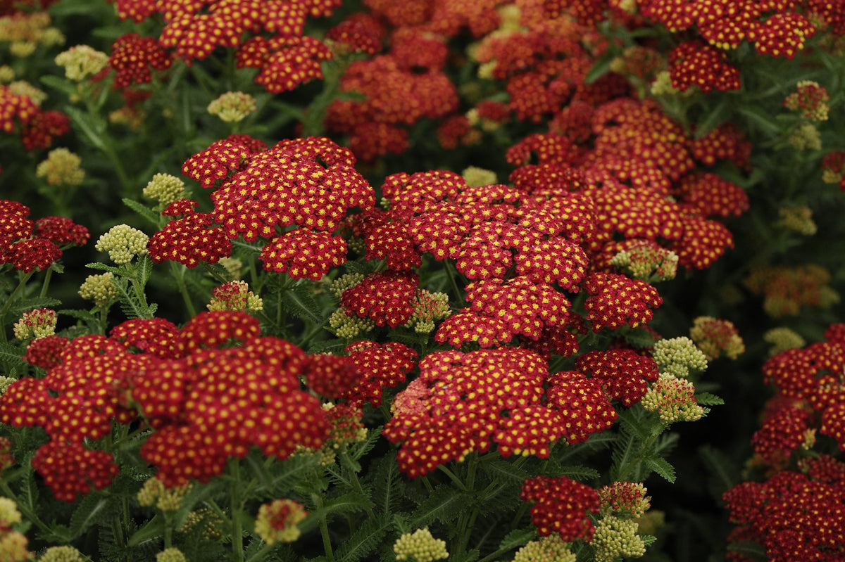 red achillea