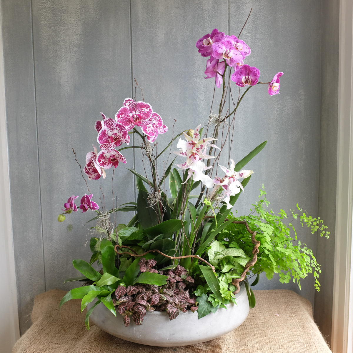 indoor orchids