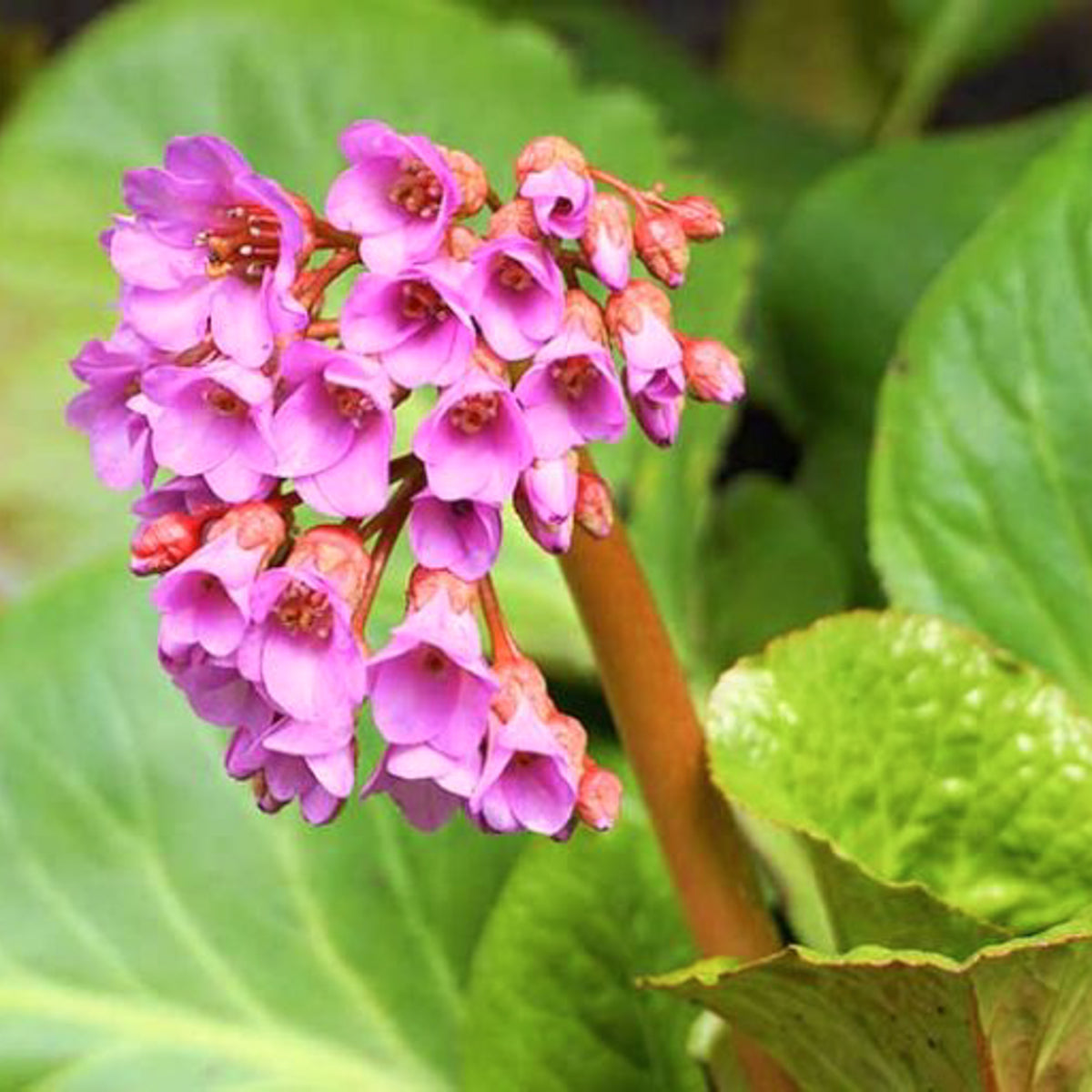 bergenia