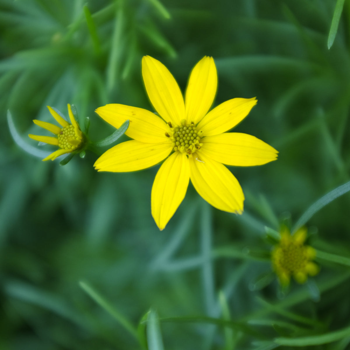 threadleaf coreopsis zagreb