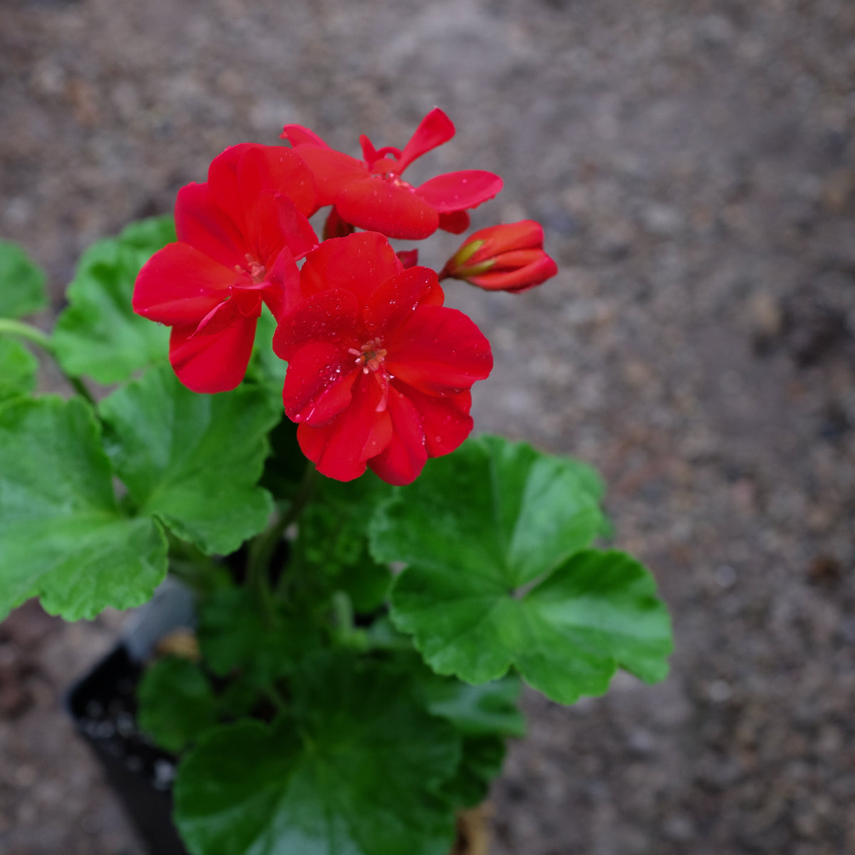 red geranium varieties