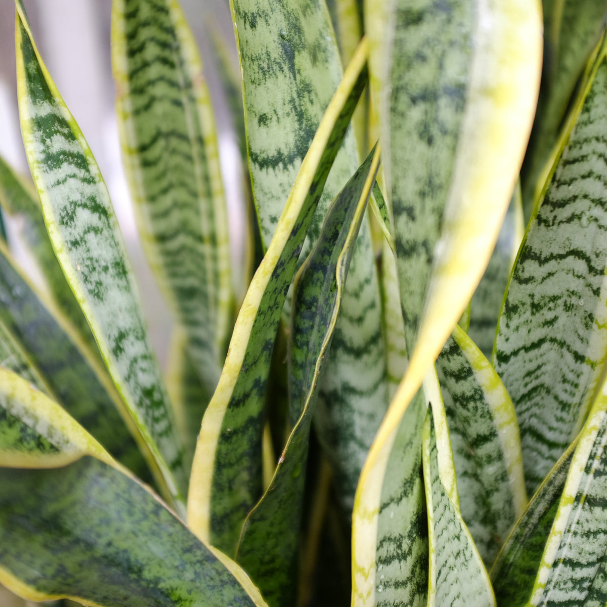 Snake Plant (Sansevieria trifasciata) l Michler's l Lexington KY ...