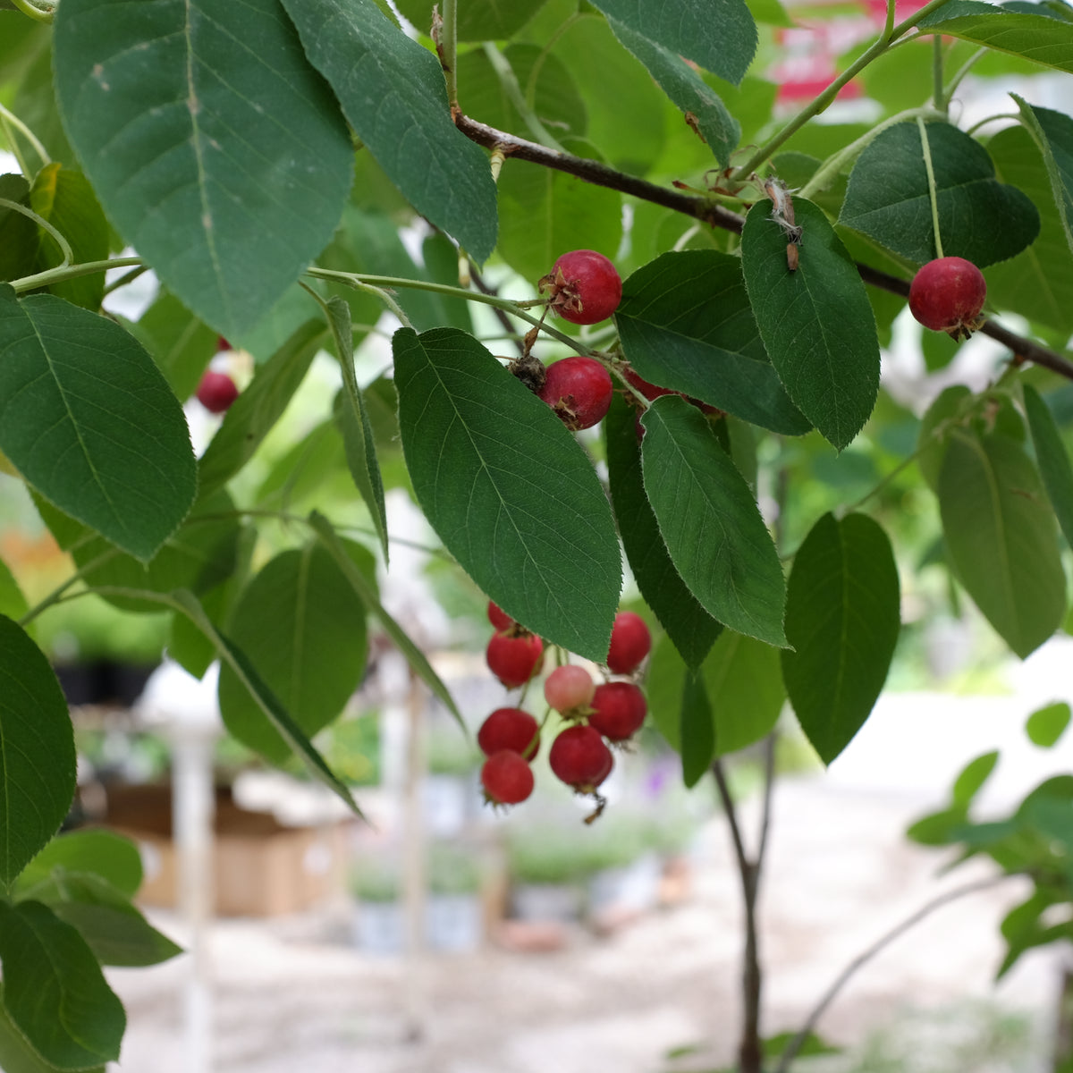 The Serviceberry Tree (Amelanchier) | Lexington, KY | Michler's ...
