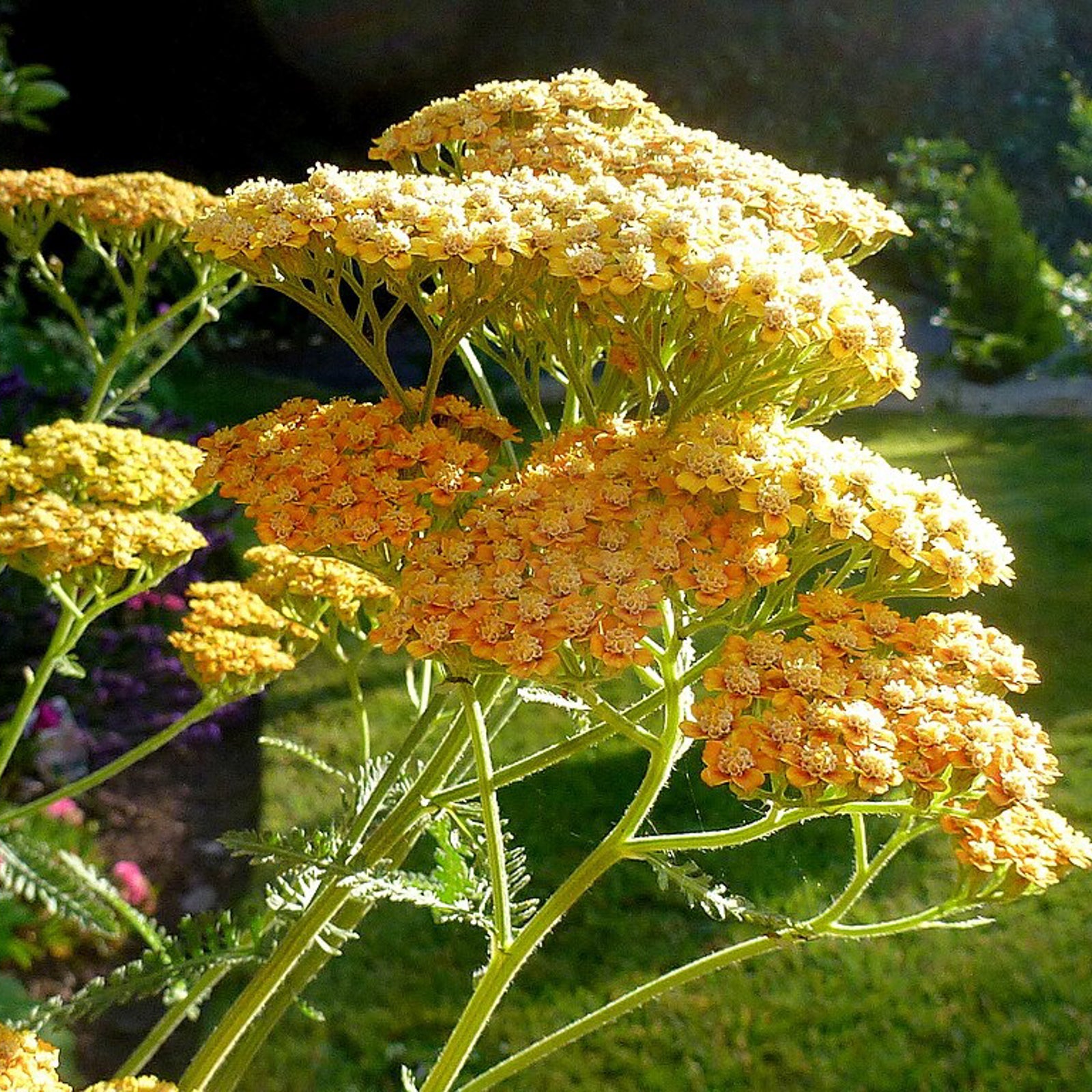 Achillea 'Terracotta' (Yarrow) | Perennial in Lexington, KY | Michler's ...