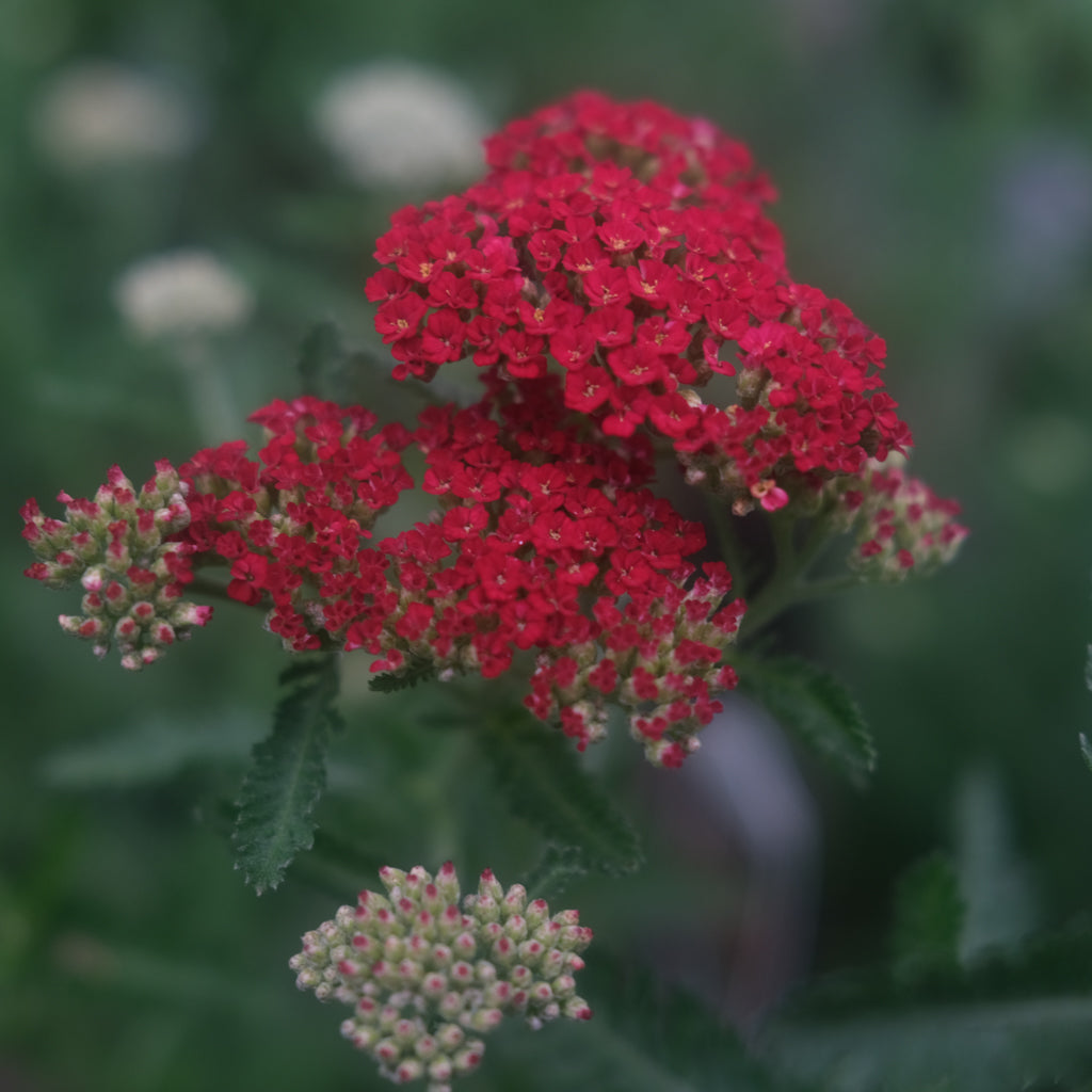Achillea millefolium 'Sassy Summer Sangria' (Yarrow) | Perennial in ...