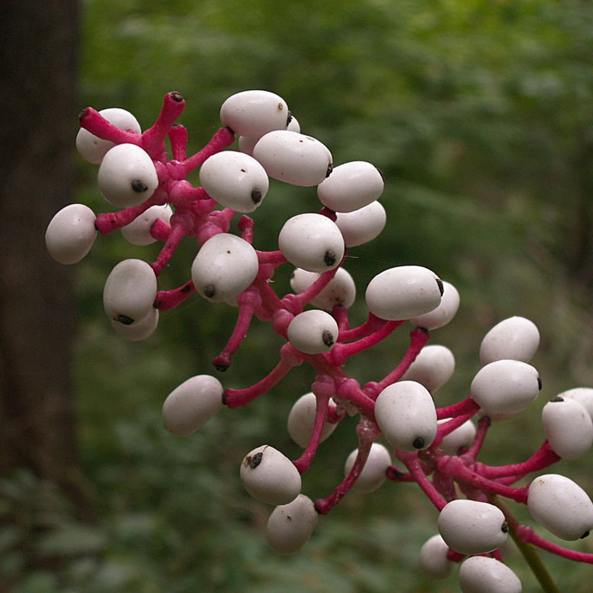 Actaea pachypoda (White Baneberry) | Perennial in Lexington, KY ...
