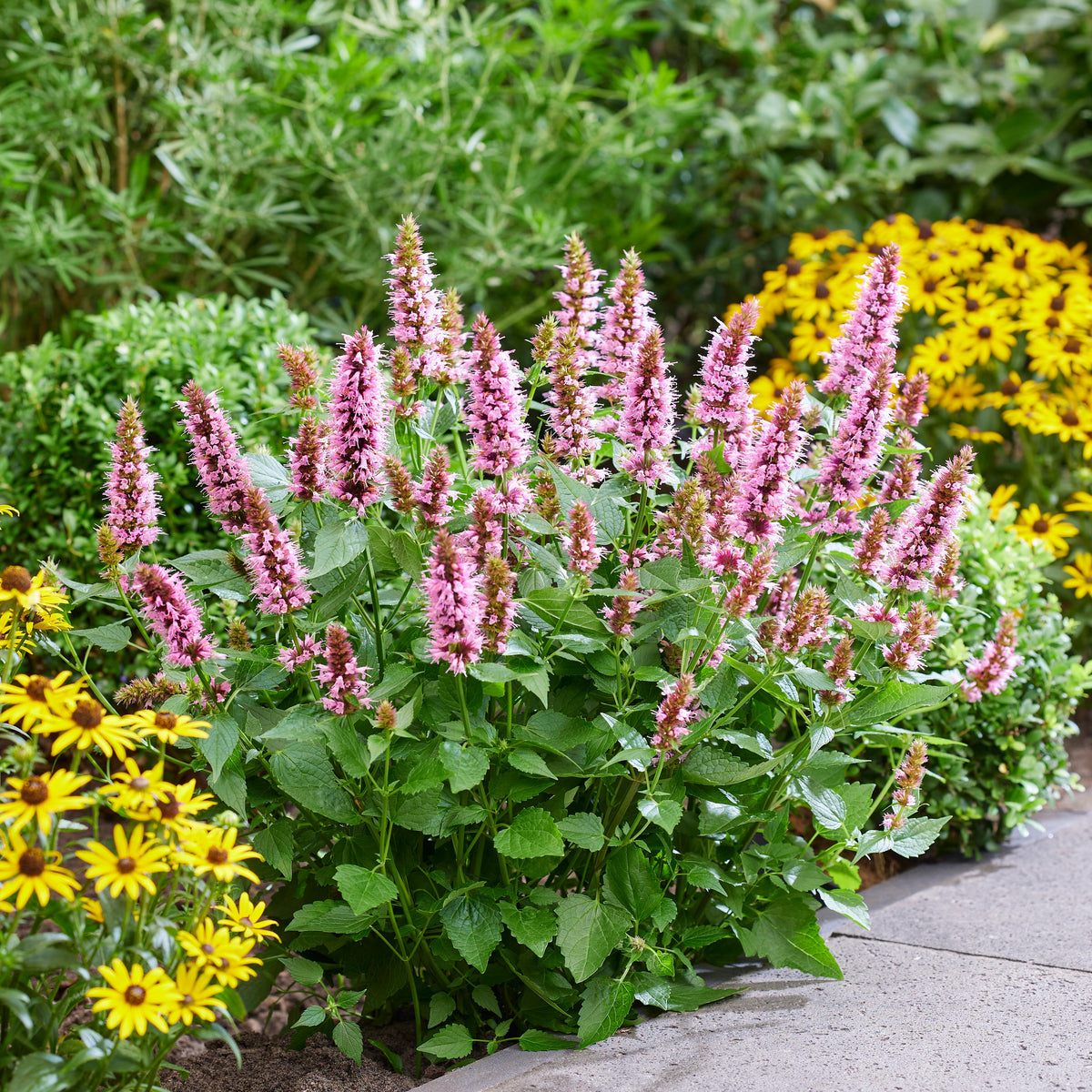 Agastache 'Beelicious Pink' (Anise Hyssop) | Perennial in Lexington, KY ...
