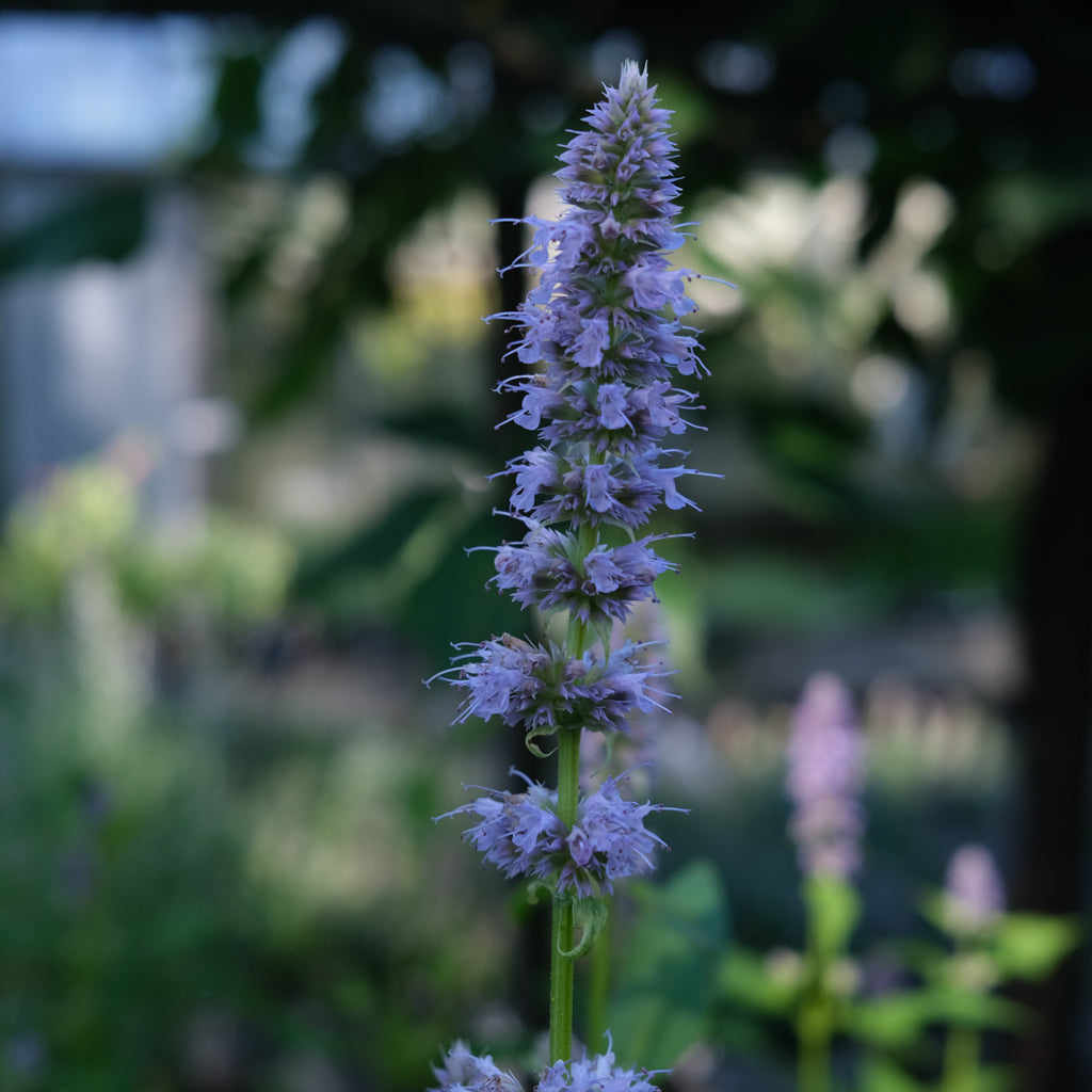 Agastache 'Blue Fortune' (Anise Hyssop) – Michler's Florist ...
