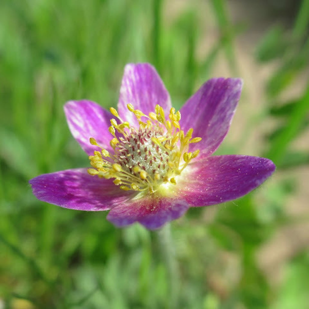 Anemone multifida 'Rubra' (Windflower) | Perennial in Lexington, KY ...