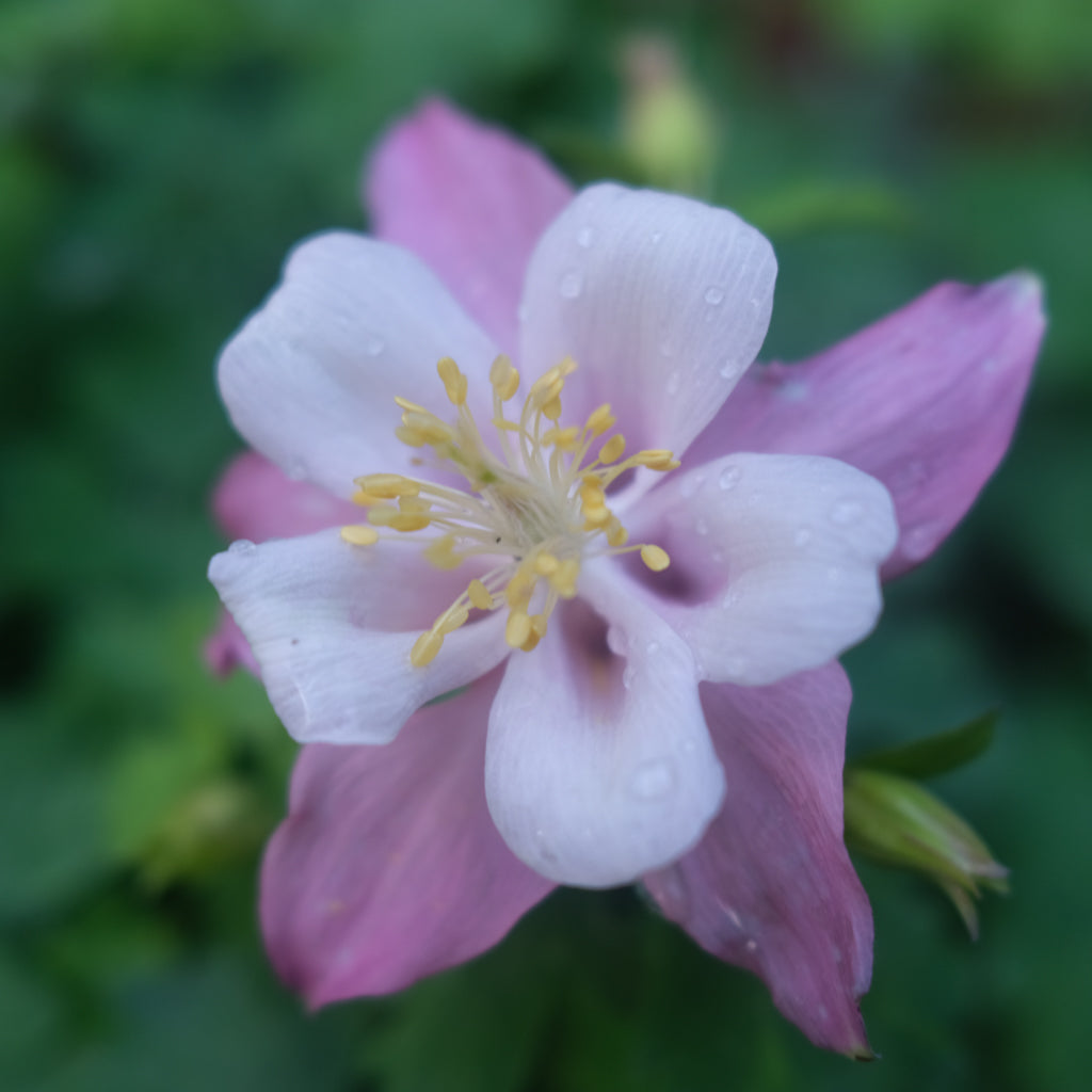 Aquilegia 'Robin' (Robin Columbine) | Perennial in Lexington, KY ...
