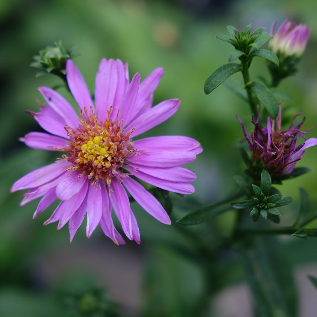 Aster dumosus ‘Alert’ | Lexington, KY | Michler's – Michler's Florist ...