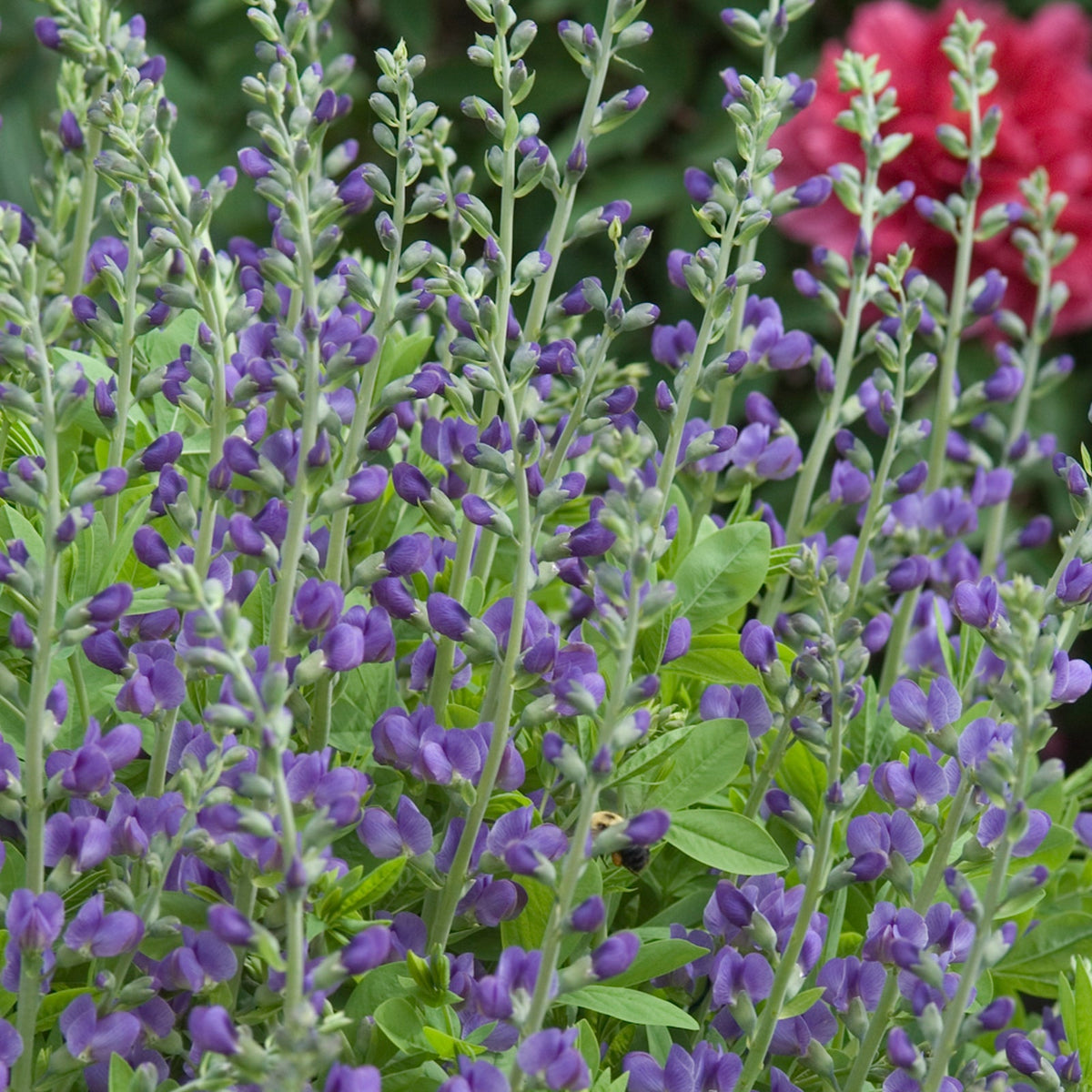 Baptisia australis var. minor (Dwarf Blue False Indigo) | Perennial in ...