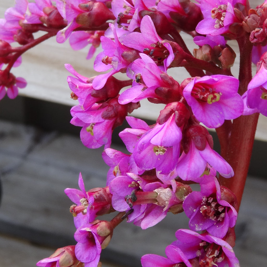 Bergenia cordifolia 'Red Beauty' (Pigsqueak) | Perennial in Lexington ...