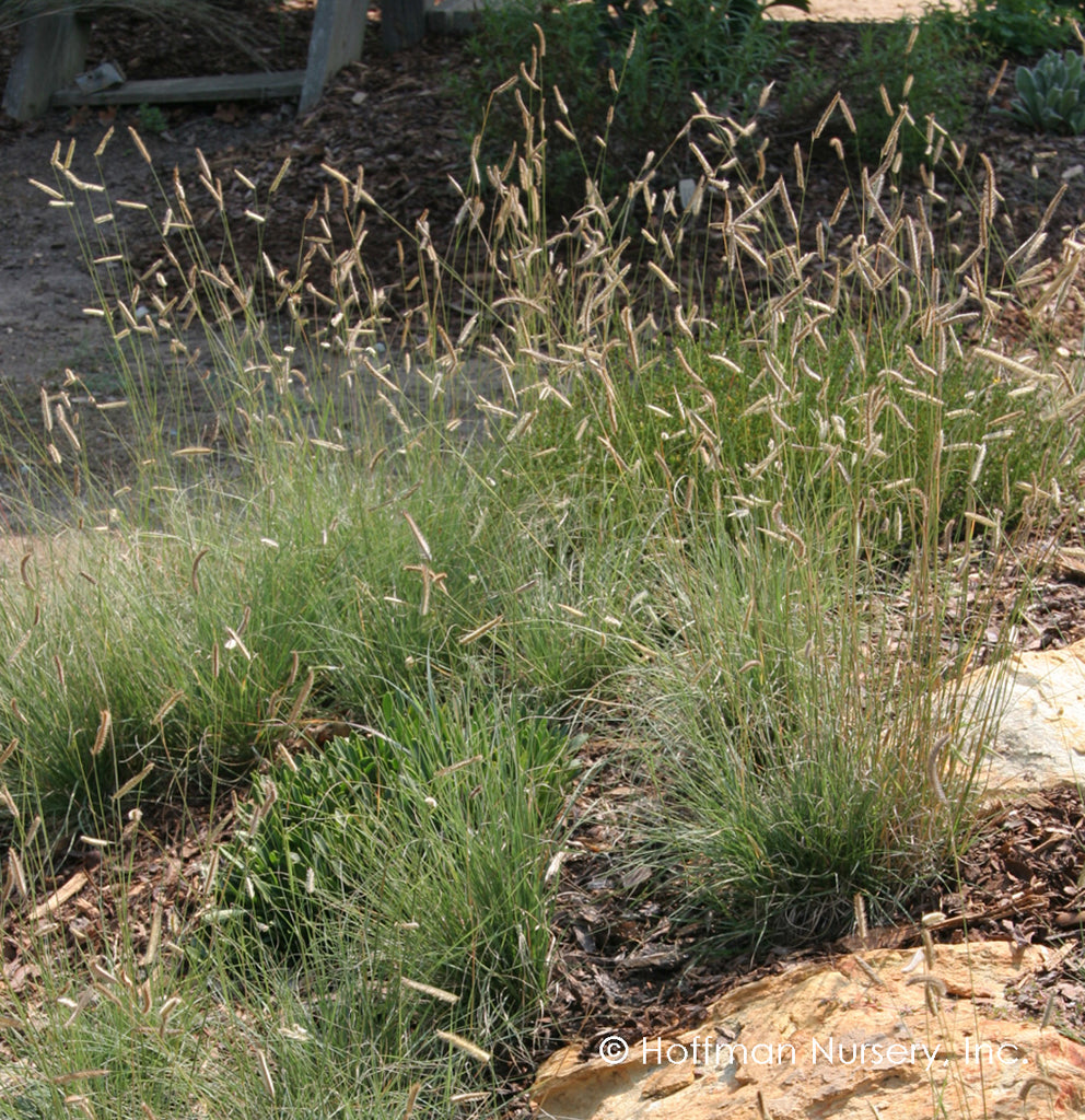 Bouteloua gracilis (Blue Grama Grass) | Perennial in Lexington, KY ...