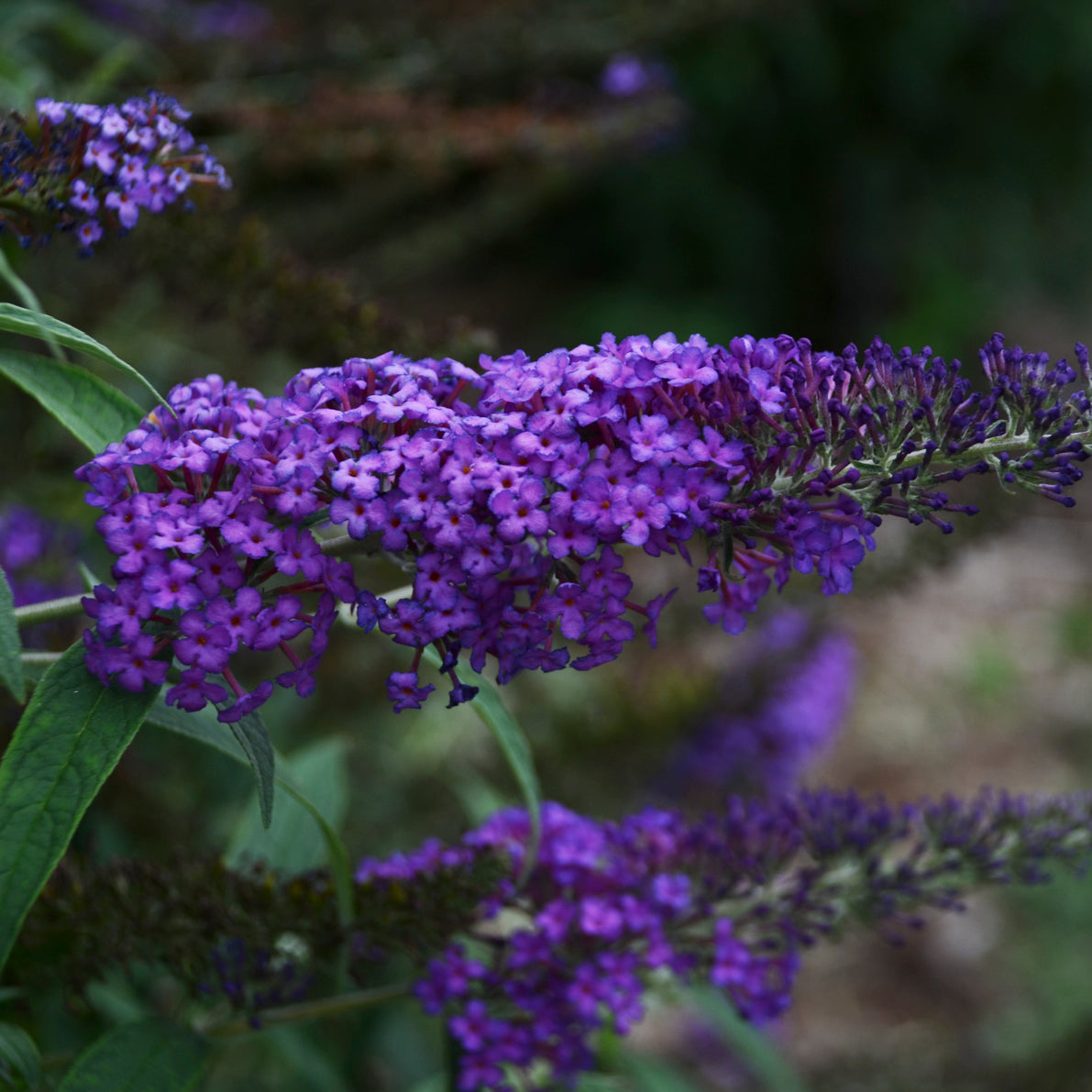 Buddleja 'Blue Knight' (Dwarf Butterfly Bush) | Perennial in Lexington ...