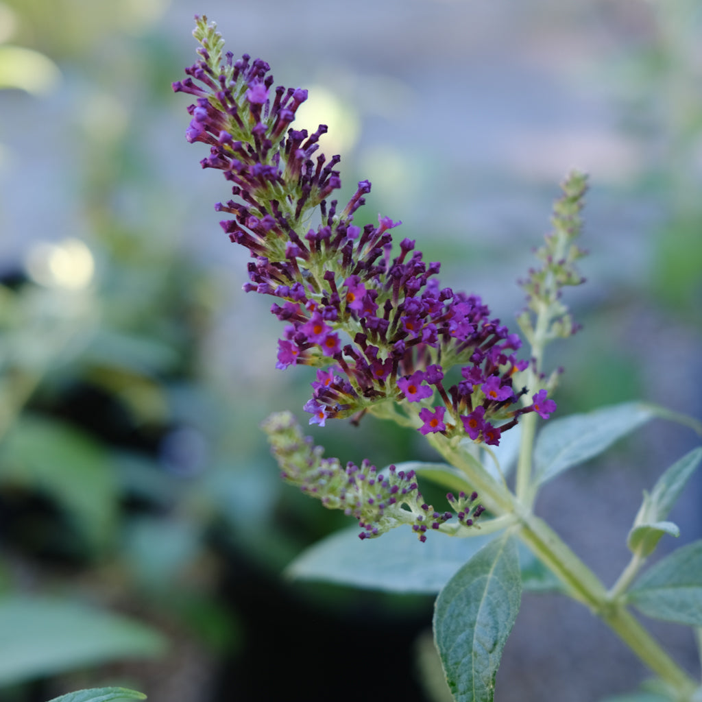 Buddleja 'Dark Dynasty' (Dwarf Butterfly Bush) | Perennial in Lexington ...
