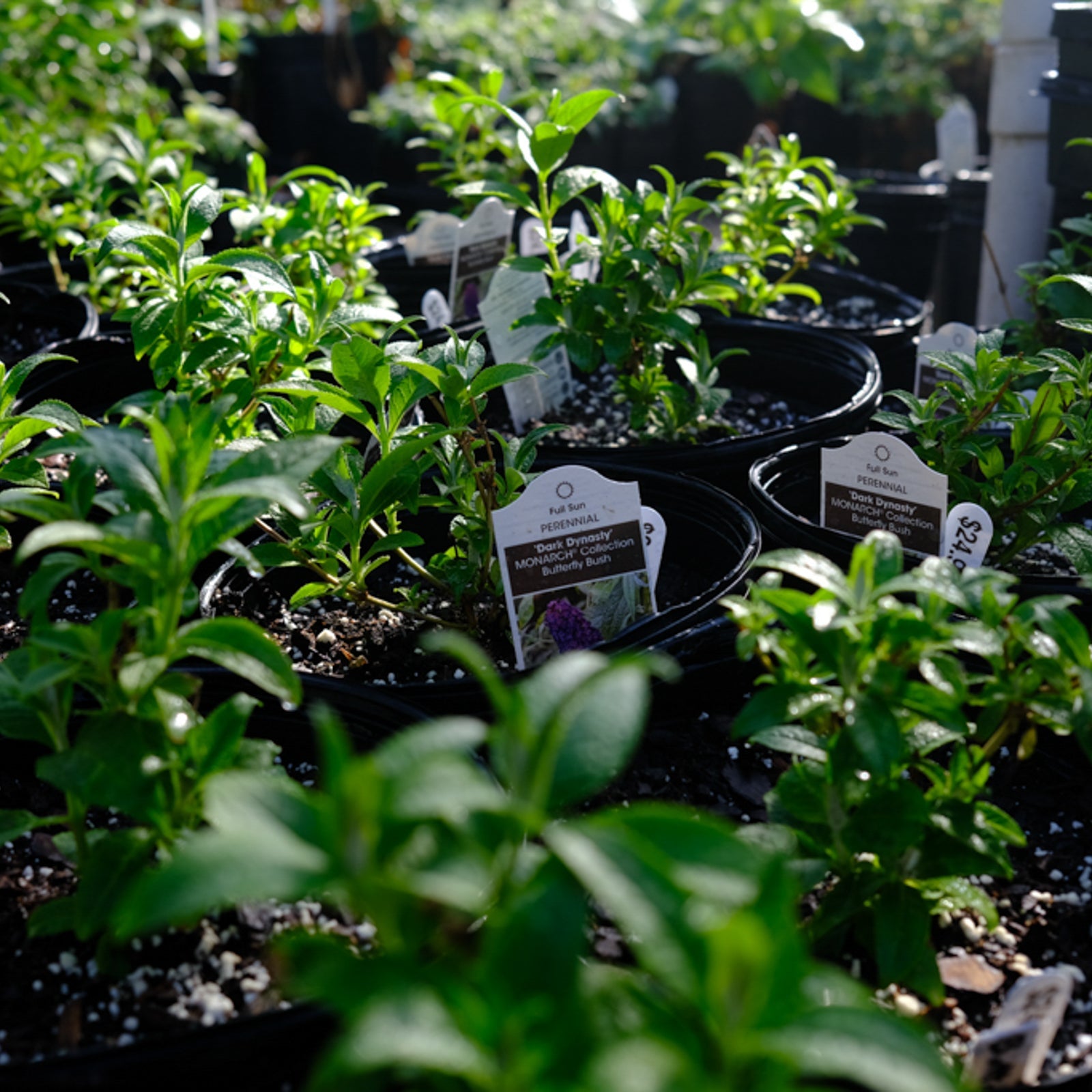 Buddleja 'Dark Dynasty' (Dwarf Butterfly Bush) | Perennial in Lexington ...