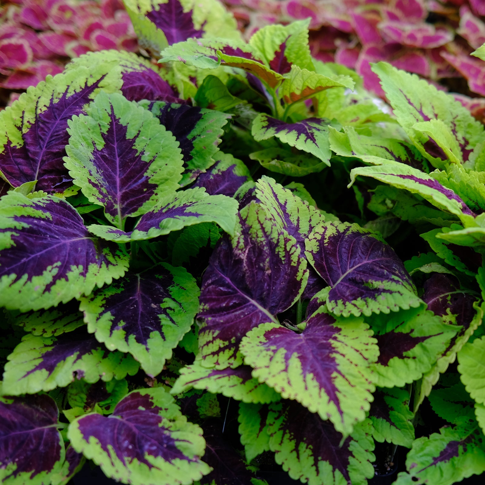 Coleus - Plectrantus scutellariodes 'Kong Rose' (Kong Rose Coleus ...