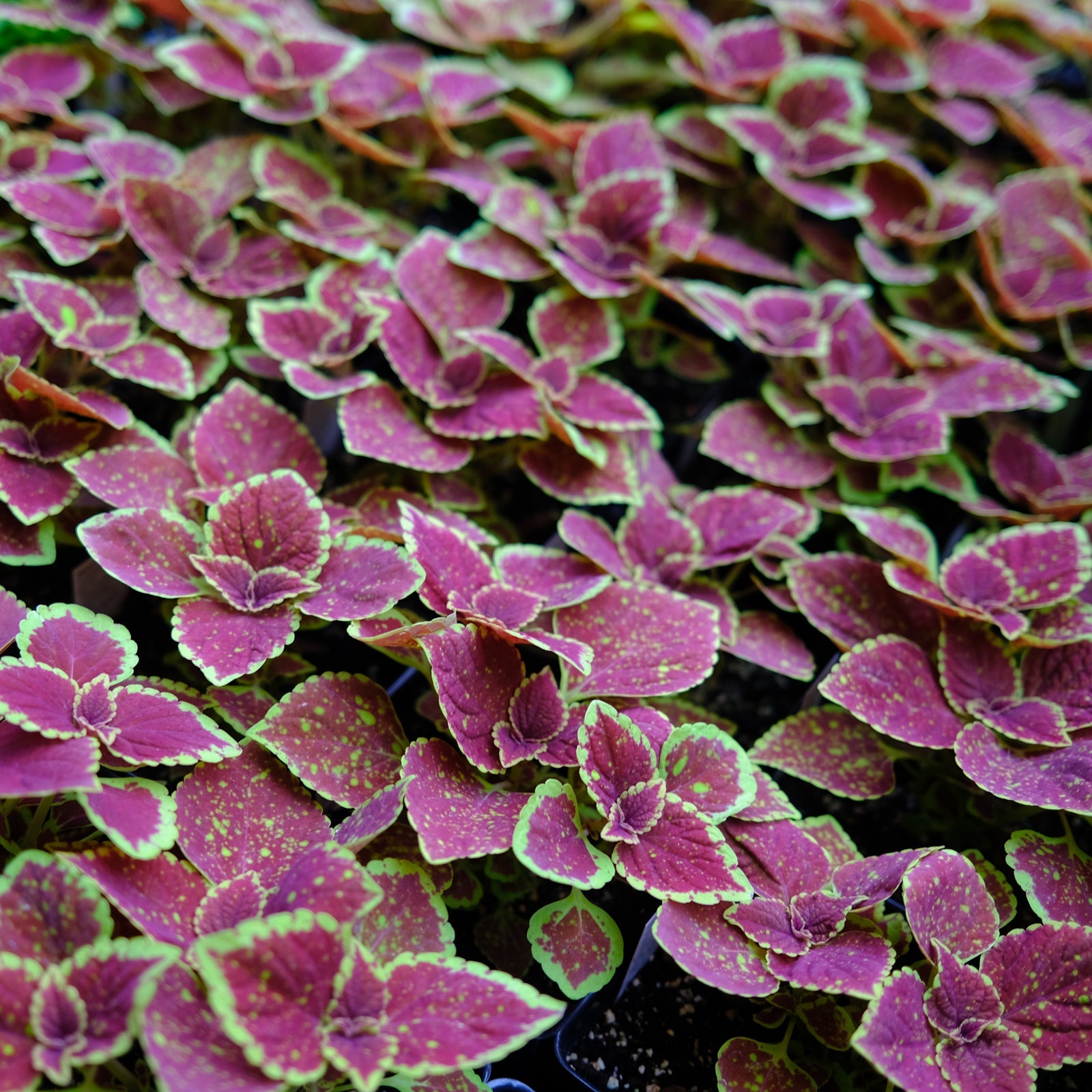 Coleus - Plectrantus scutellariodes 'Moondust' (Moondust Coleus ...