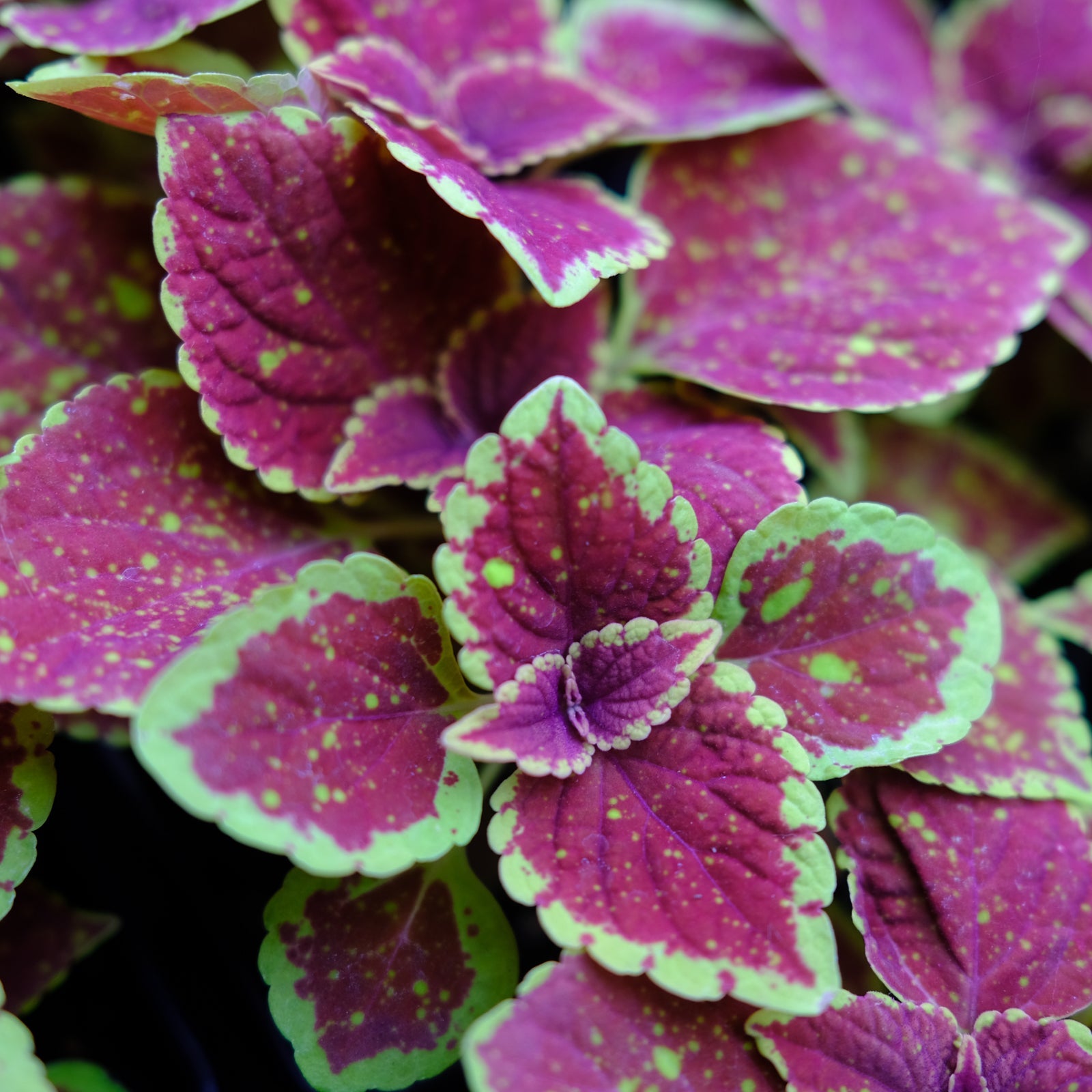 Coleus - Plectrantus scutellariodes 'Moondust' (Moondust Coleus ...