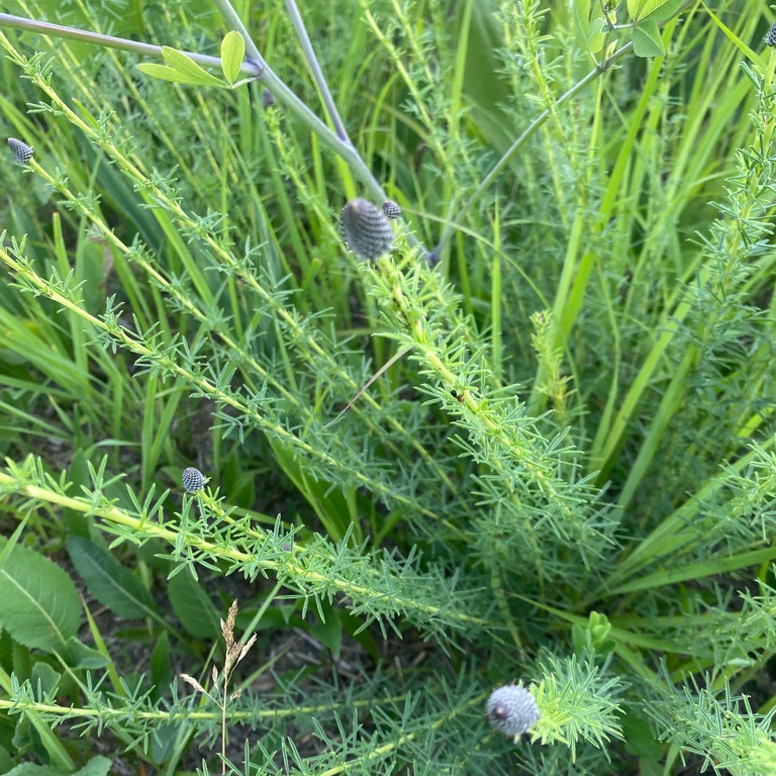 Dalea purpurea 'Stephanie' (Purple Prairie Clover) | Perennial in ...