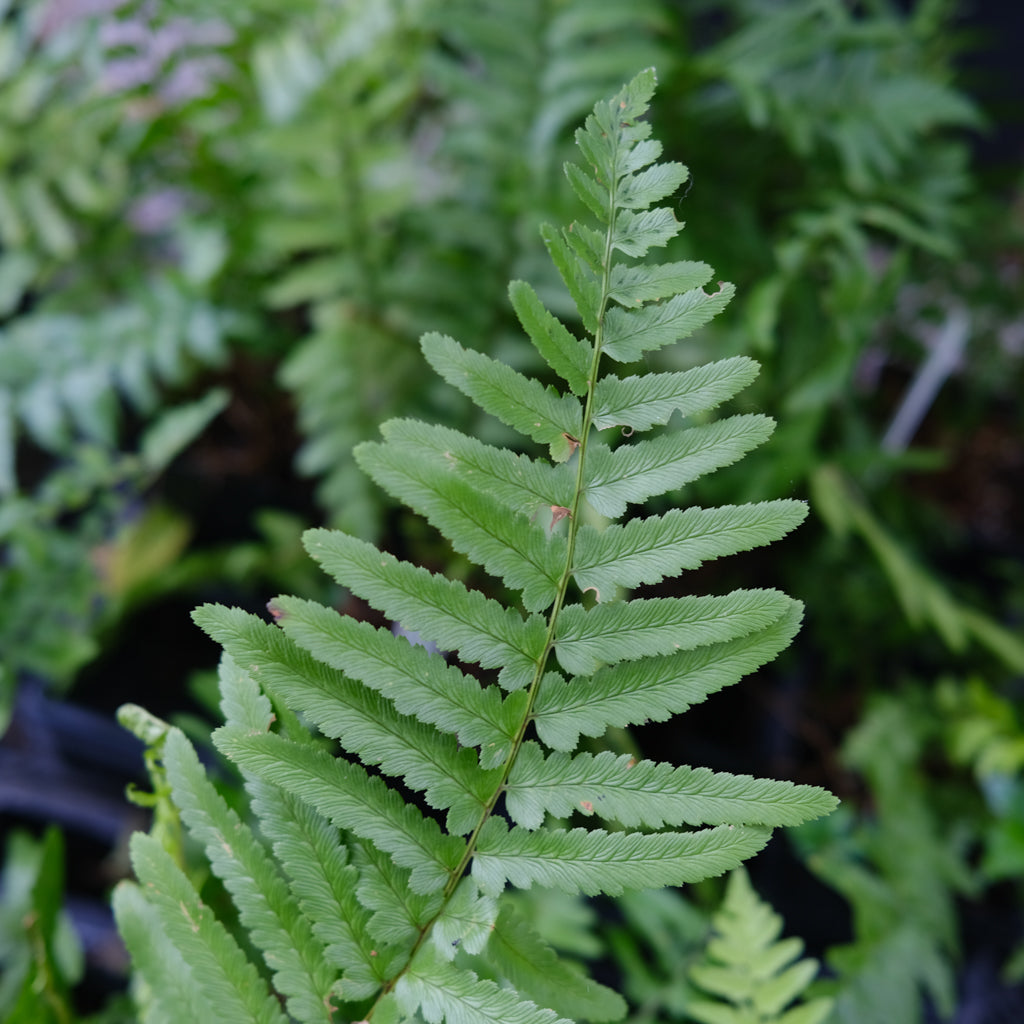 Fern - Dryopteris tokyoensis (Tokyo Wood Fern) | Perennial in Lexington ...