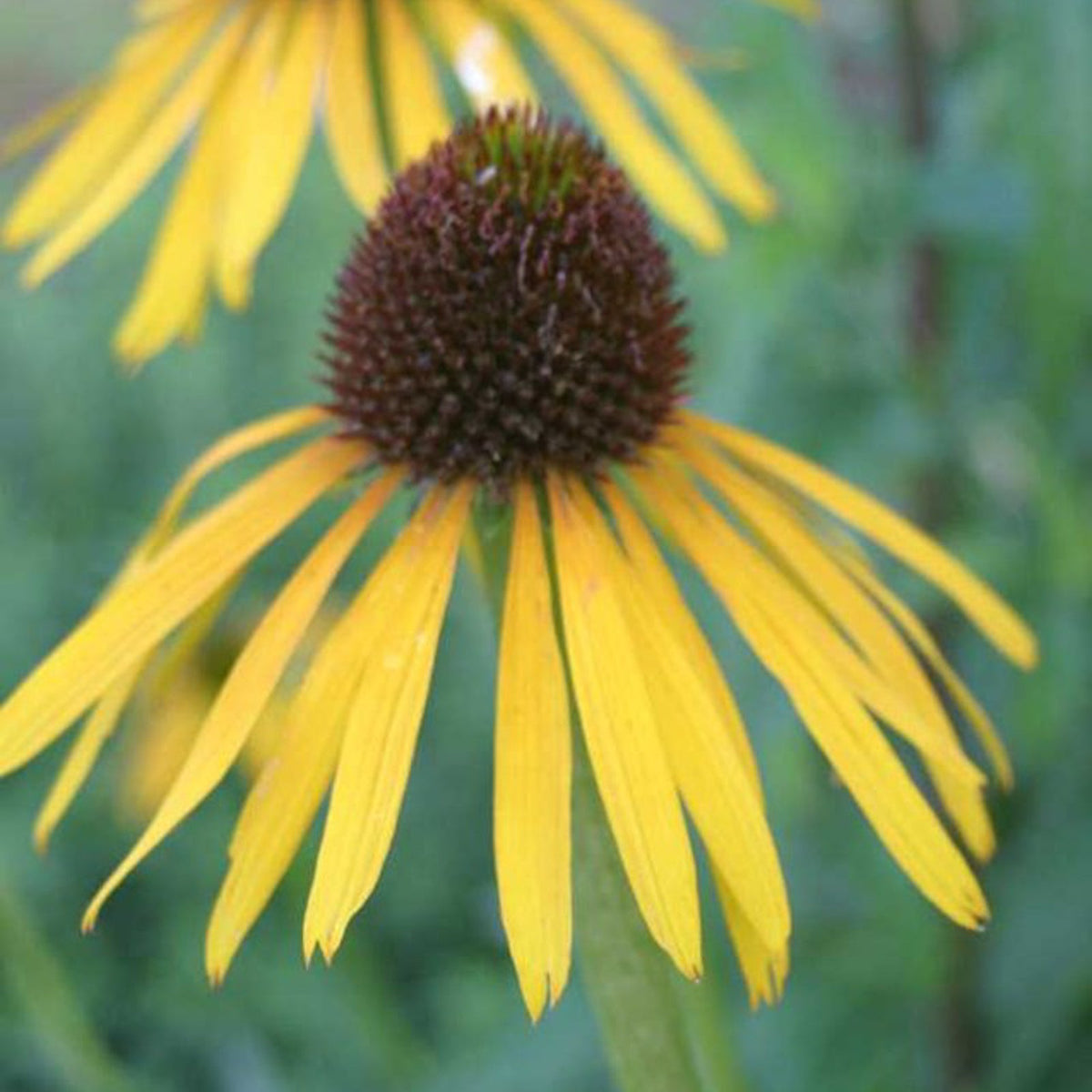 Echinacea paradoxa (Yellow Coneflower) | Perennial in Lexington, KY ...