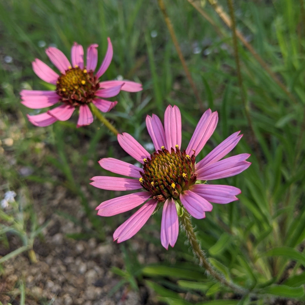 Echinacea tennesseensis (Tennessee Purple Coneflower) | Perennial in ...