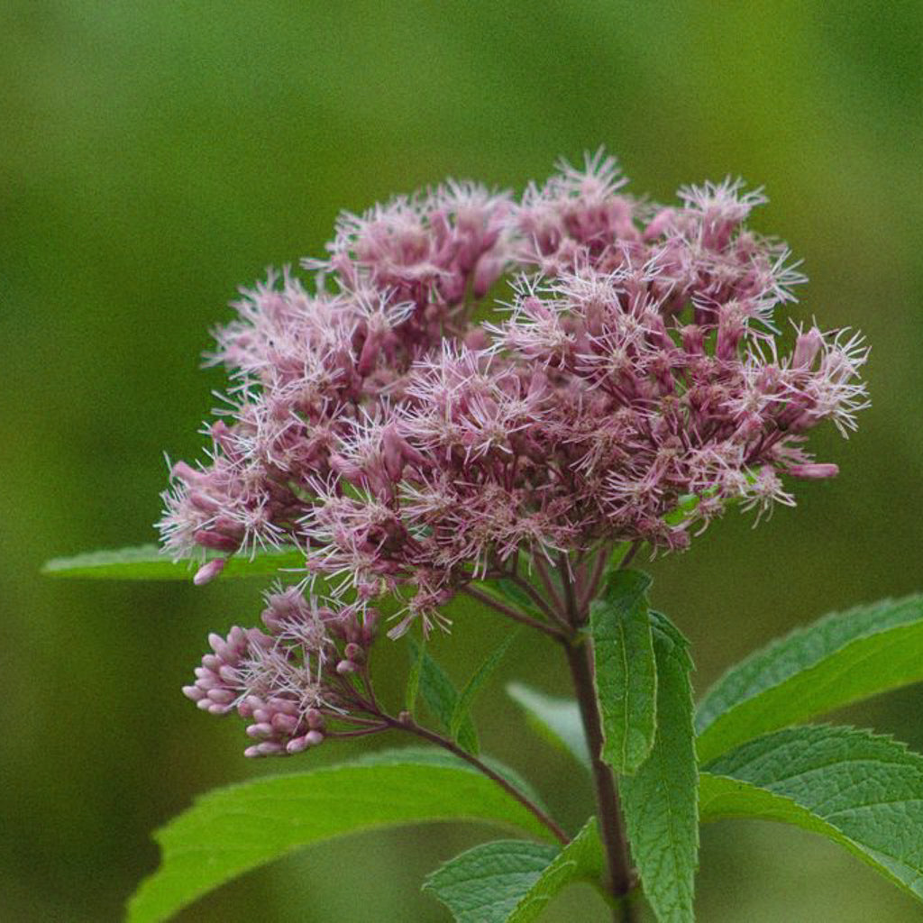 Eupatorium maculatum 'Atropurpureum' (Joe Pye Weed) | Perennial in ...