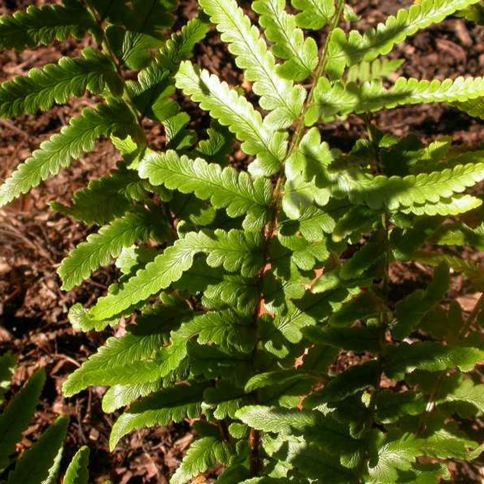Fern - Dryopteris tokyoensis (Tokyo Wood Fern) | Perennial in Lexington ...