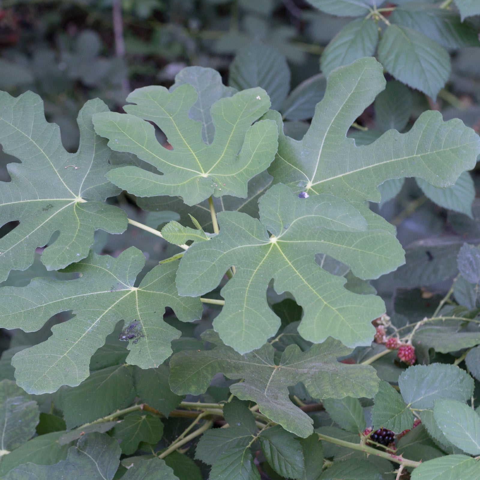 Ficus carica 'Negronne' (Negronne Fig) | Shrub in Lexington, KY ...