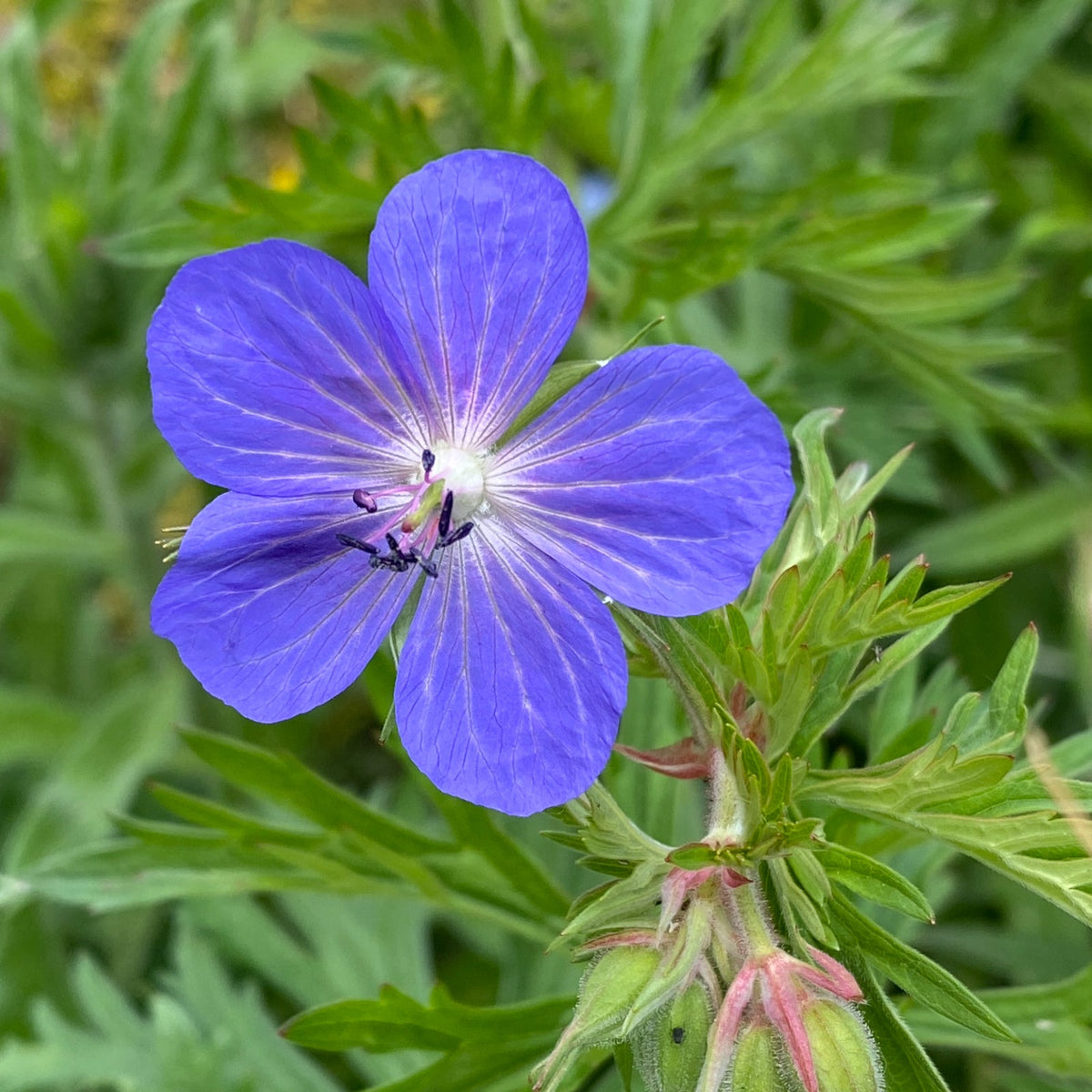 Geranium 'Orion' (Cranesbill Geranium) | Perennial in Lexington, KY ...