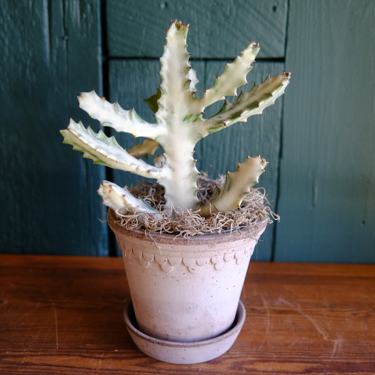 Ghost Cactus | Lexington, KY | Michler's Florist – Michler's Florist ...