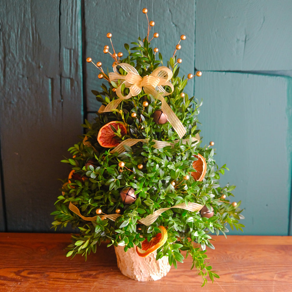 Lemon Balm - Melissa officinalis 'Aurea' (Golden Lemon Balm) – Michler ...