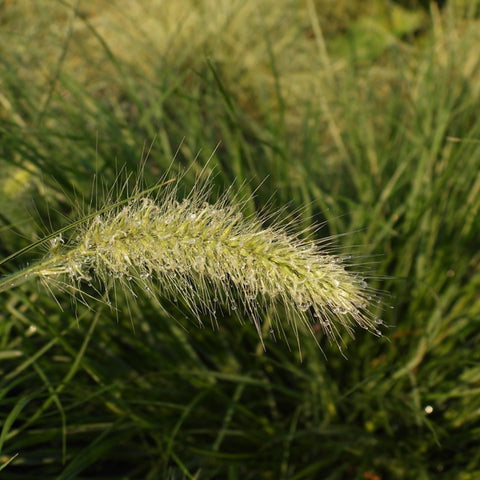 Grass - Pennisetum alopecuroides 'Piglet' (Dwarf Fountain Grass ...