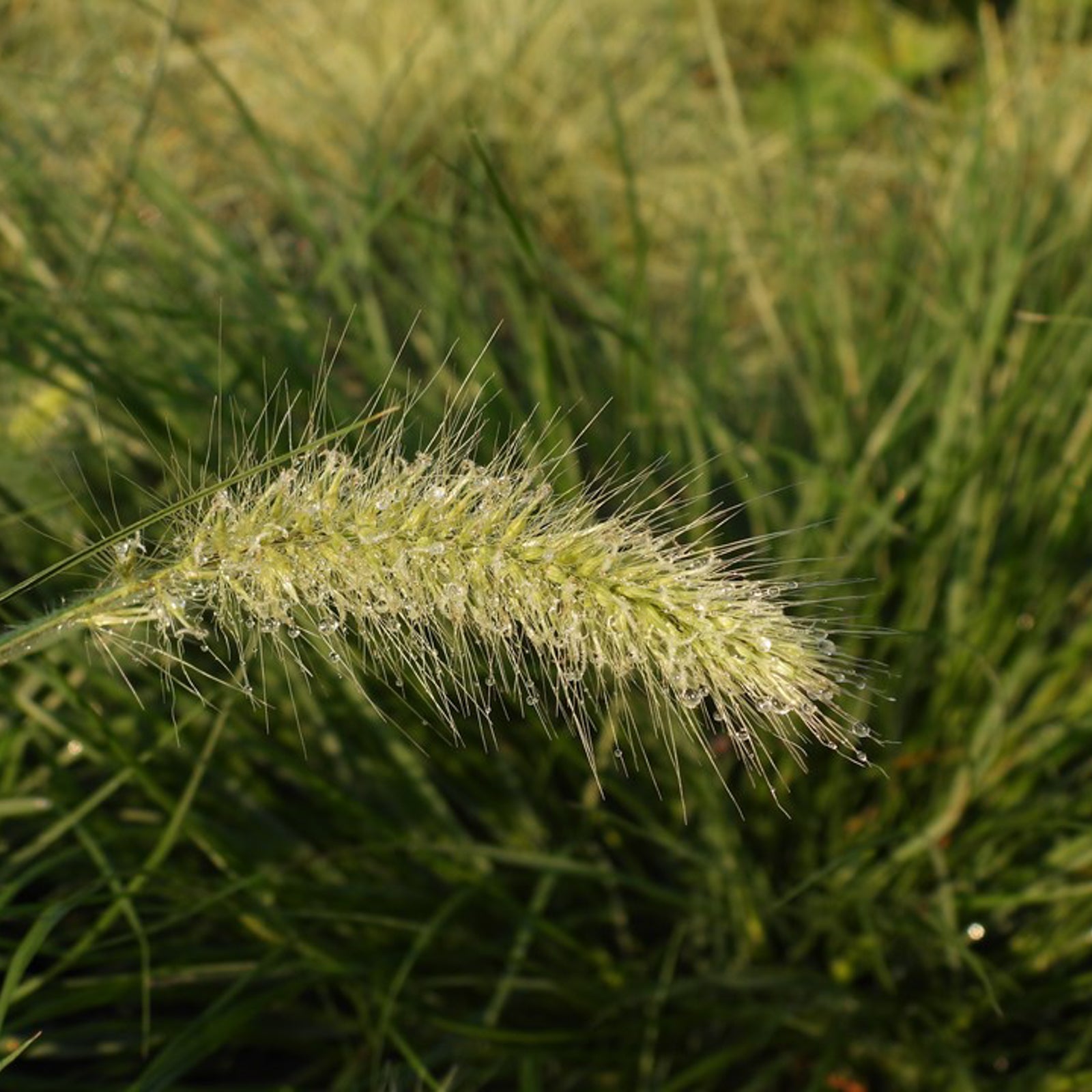 Grass - Pennisetum alopecuroides 'Piglet' (Dwarf Fountain Grass ...