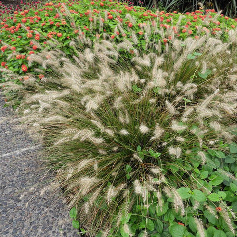 Grass - Pennisetum alopecuroides 'Piglet' (Dwarf Fountain Grass ...