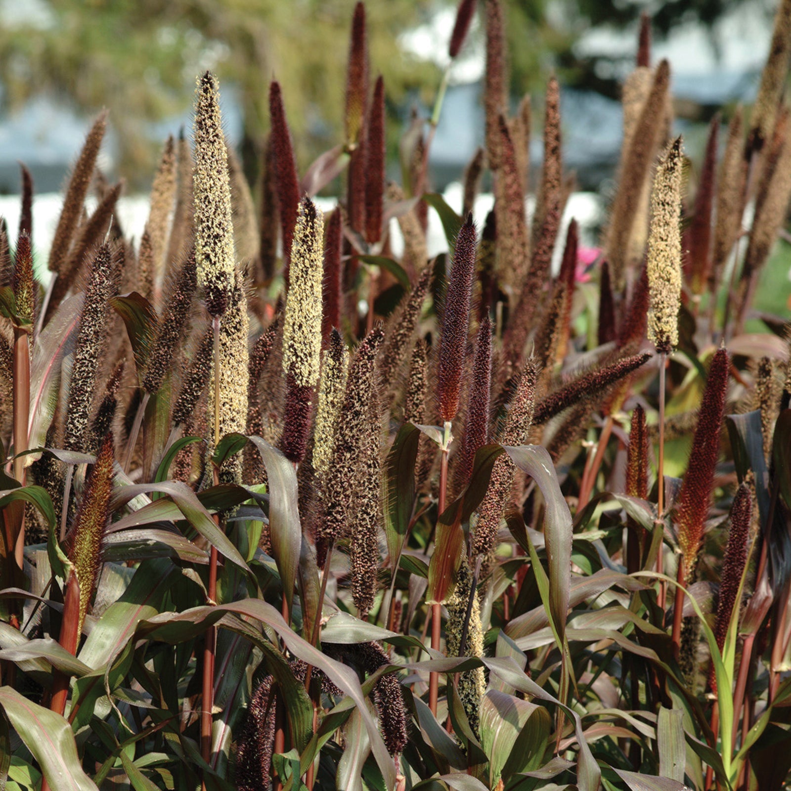 Grass - Pennisetum glaucum 'Jester' (Jester Millet) | Annual in ...