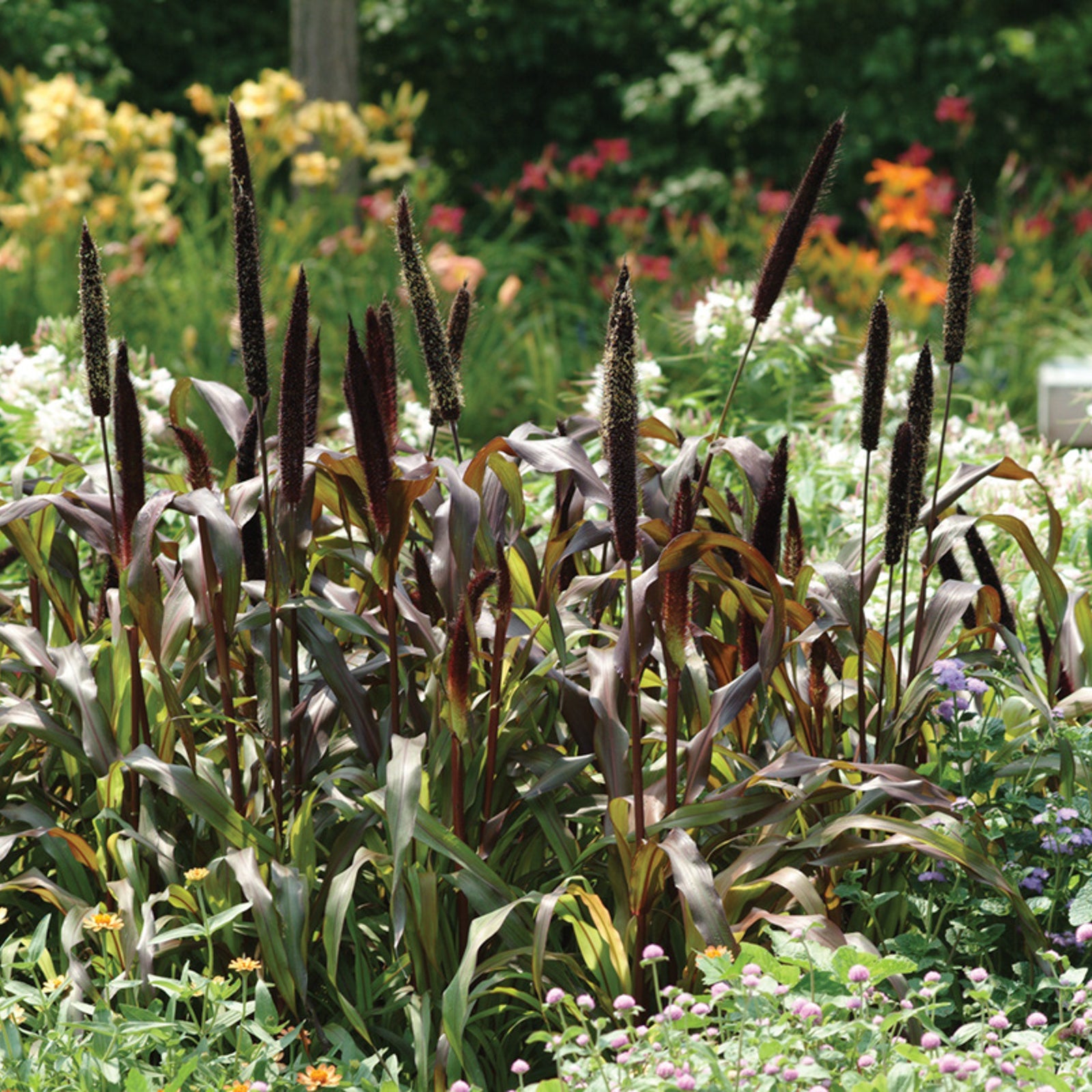 Grass - Pennisetum glaucum 'Jester' (Jester Millet) | Annual in ...
