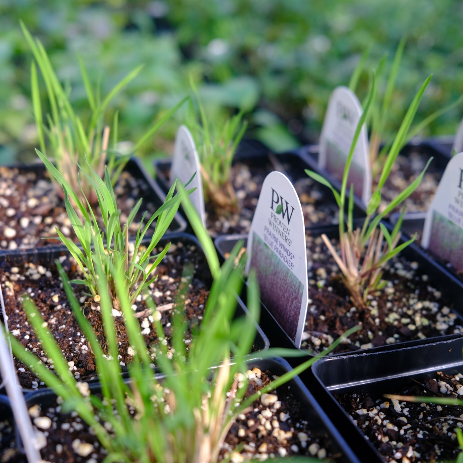 Grass - Schizachyrium scoparium 'Blue Paradise' (Little Bluestem ...