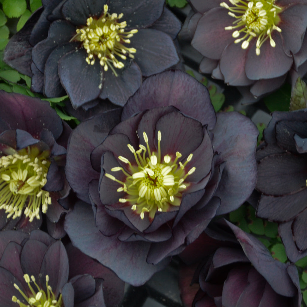 Helleborus 'Dark and Handsome' (Lenten Rose) | Perennial in Lexington ...