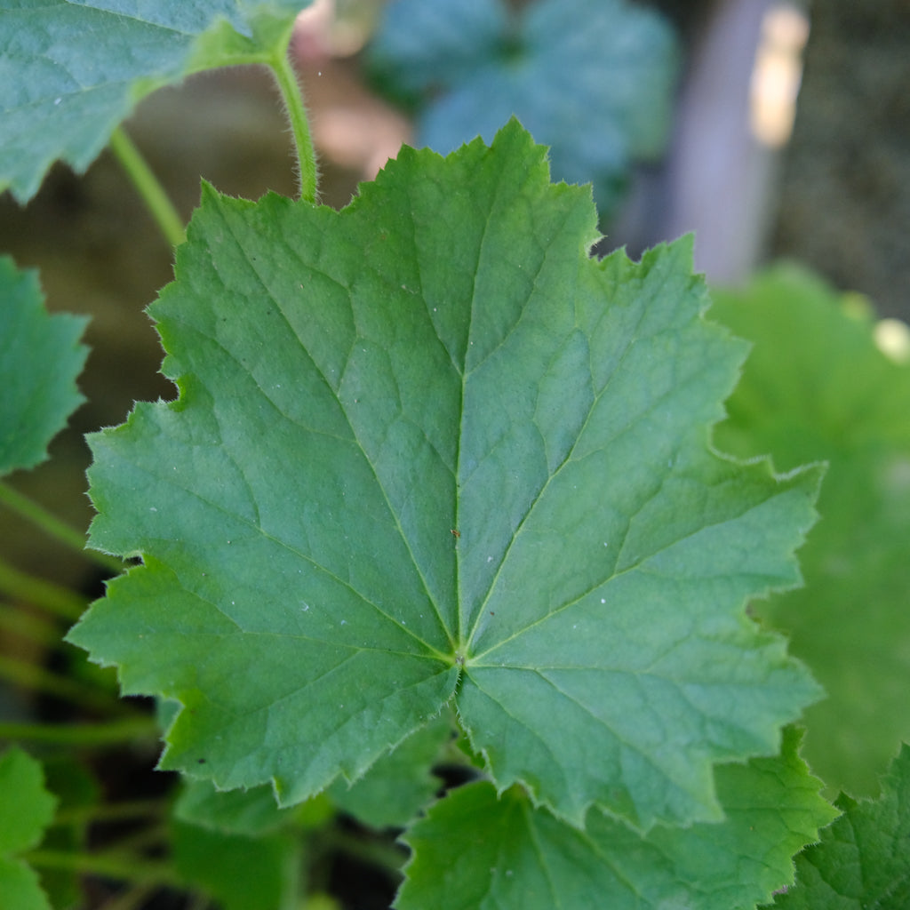 Heuchera villosa 'Autumn Bride' (Coral Bells) – Michler's Florist ...