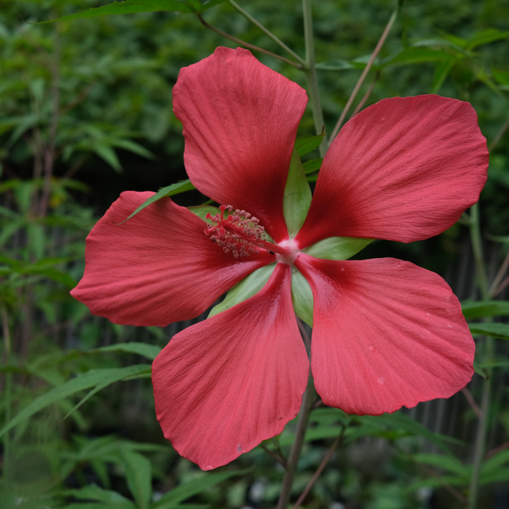 Hibiscus coccineus – Michler's Florist, Greenhouses & Garden Design
