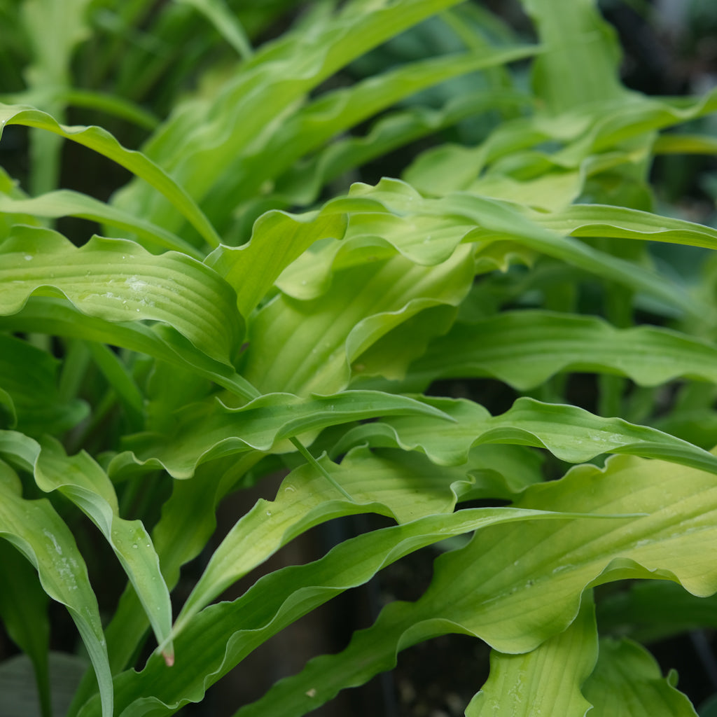 Hosta 'Curly Fries' – Michler's Florist, Greenhouses & Garden Design