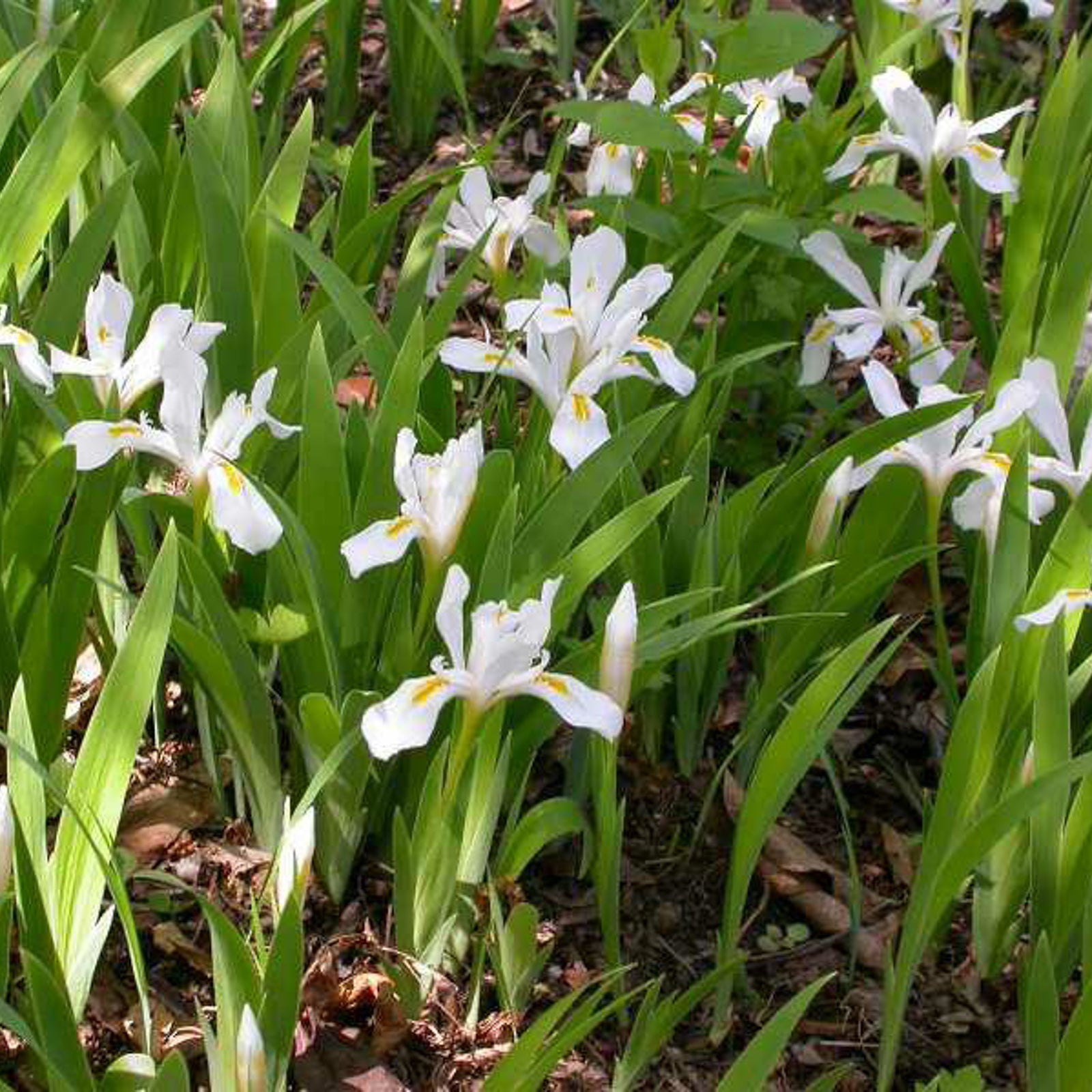 Iris cristata 'Tennessee White' (Dwarf Crested Iris) | Perennial in ...