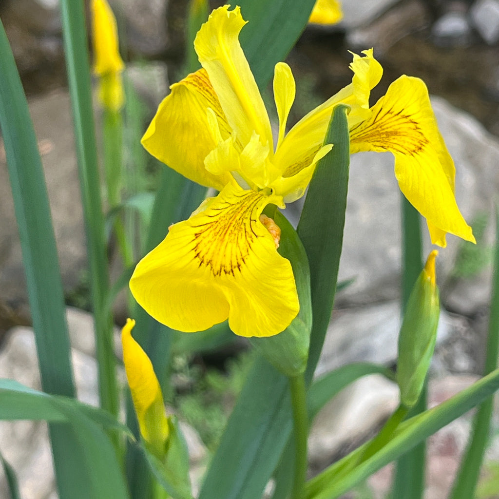 Iris pseudacorus 'Variegata' (Yellow Flag Iris) | Perennial in ...