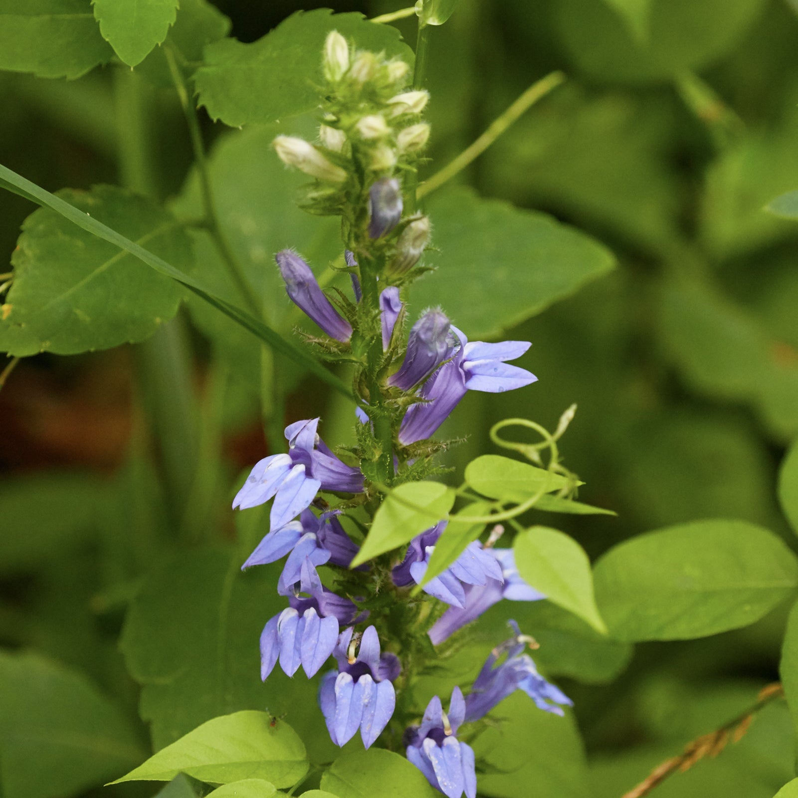 Lobelia siphilitica 'Blue Selection' (Blue Cardinal Flower) | Perennial ...