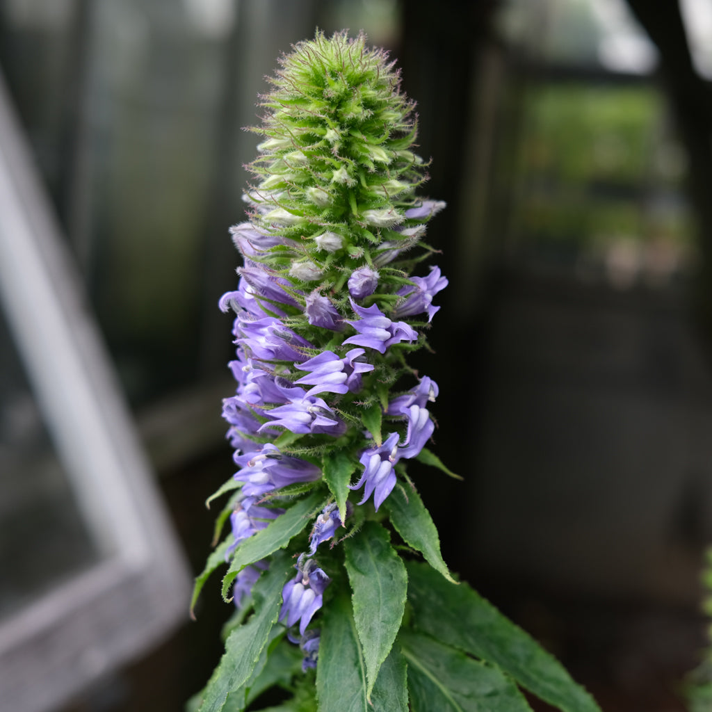 Lobelia siphilitica 'Blue Selection' (Blue Cardinal Flower) | Perennial ...