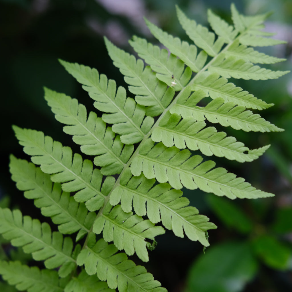 Fern - Matteuccia struthiopteris (Ostrich Fern) – Michler's Florist ...