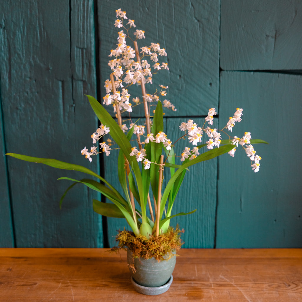 Miniature Twinkle Orchid | Lexington, KY | Michler's Florist – Michler ...